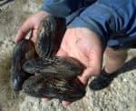 15 Endangered Species In Texas - A-Z Animals
