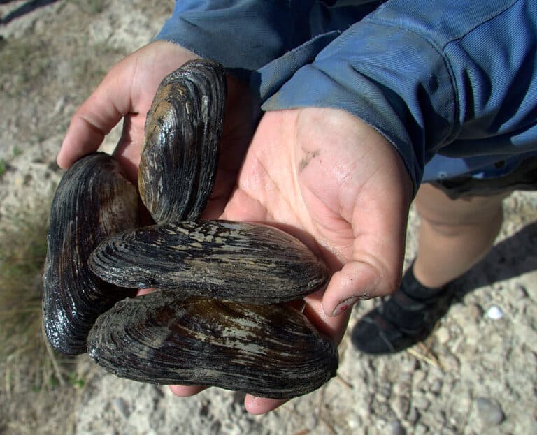 15 Endangered Species In Texas - A-Z Animals