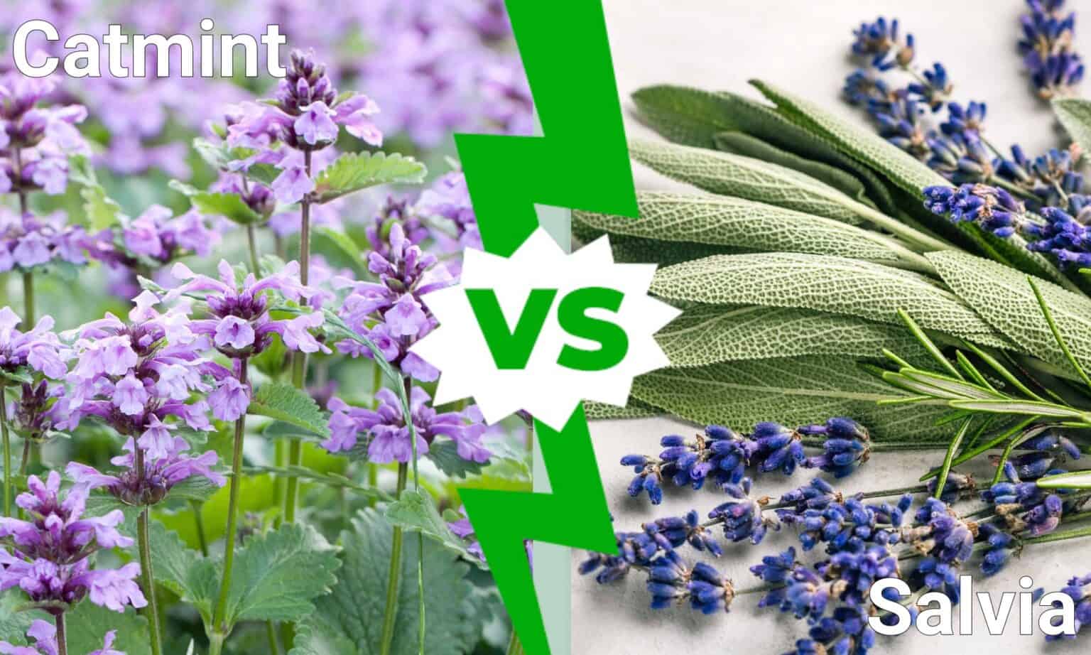 Catmint vs Salvia: What Are Their Differences? - A-Z Animals