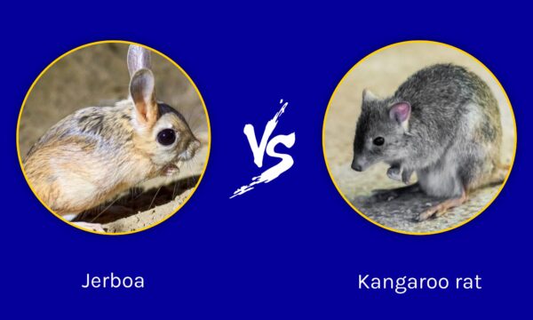 Jerboa vs. Kangaroo Rat: What are their Differences? - A-Z Animals