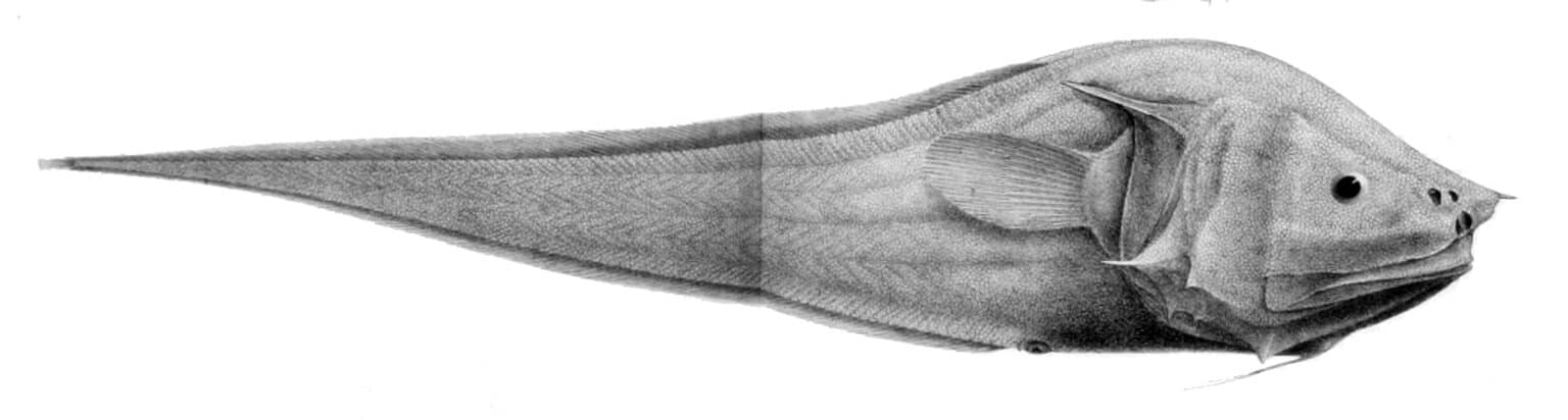 4 Dumbest Fish - A-Z Animals