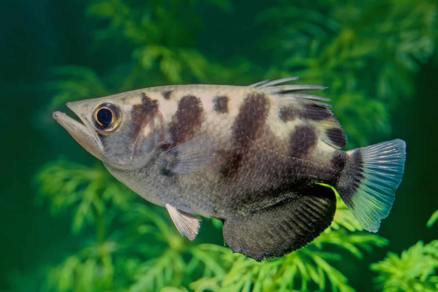 Archerfish Fish Facts - Labrus jaculator - A-Z Animals