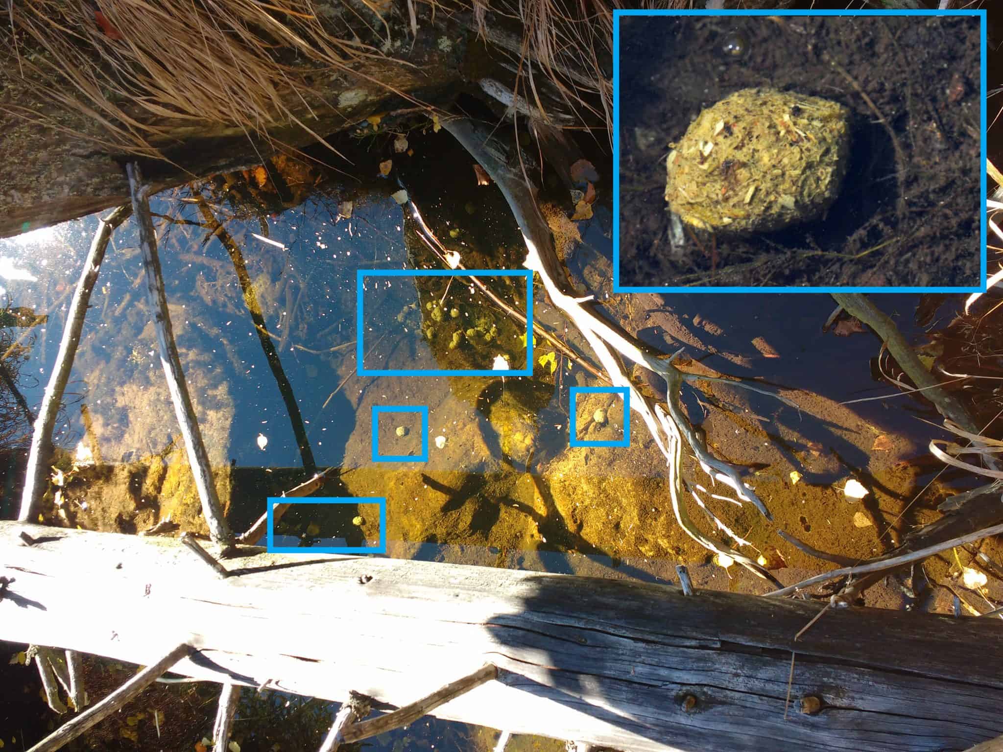 Beaver Poop: Everything You've Ever Wanted to Know - A-Z Animals