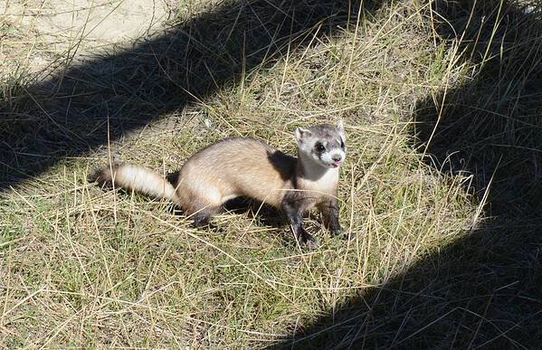 Are Black-Footed Ferrets Endangered and How Many Are Left In the World ...