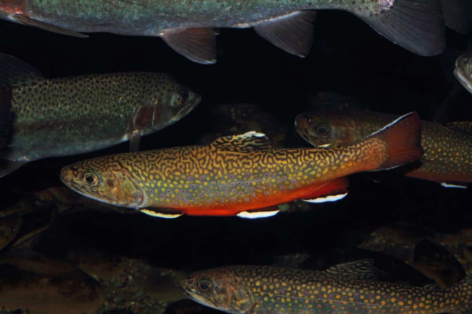Brook Trout vs. Brown Trout: 4 Key Differences - A-Z Animals