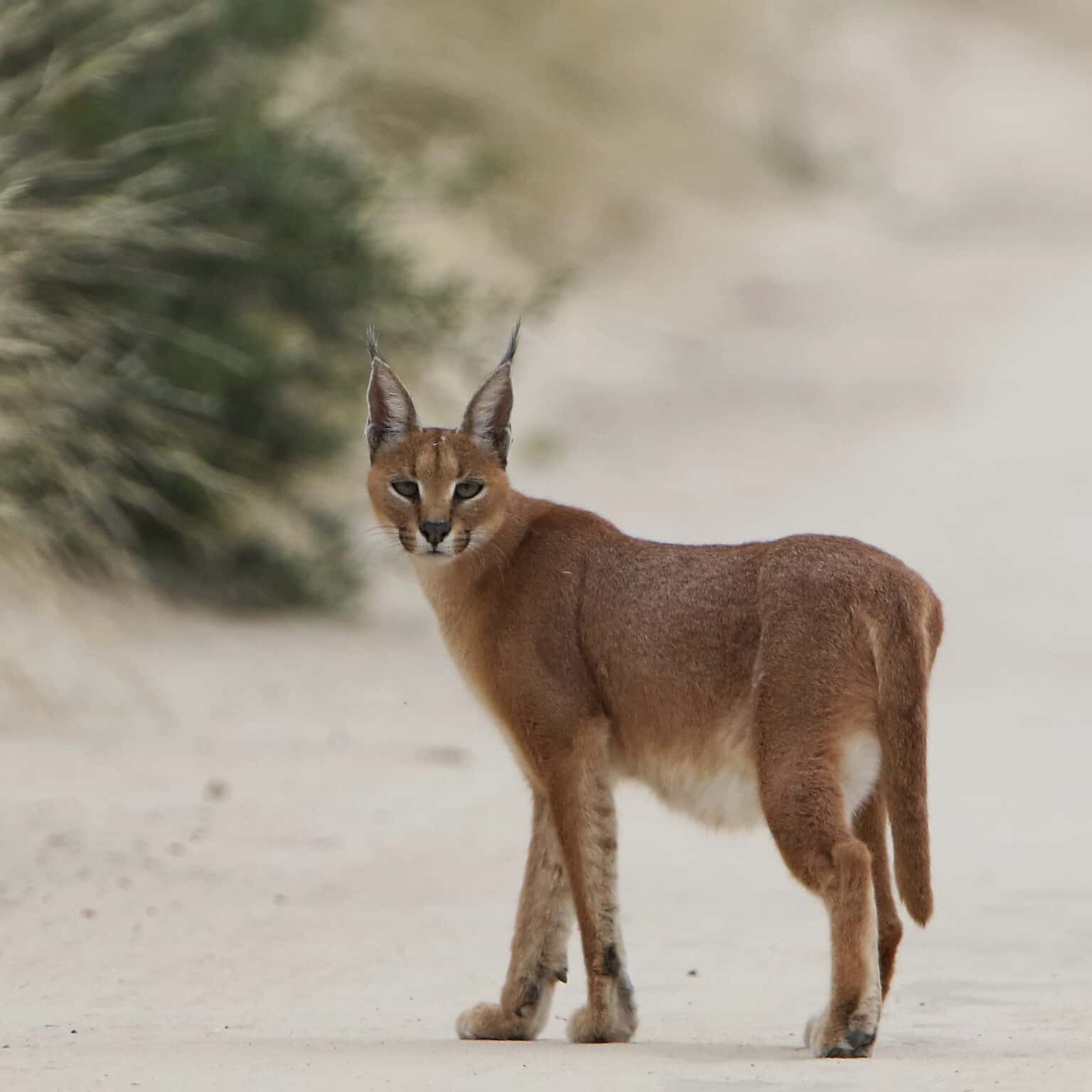 Meet the Caracal, the Wild Cat with Amazing Ears - A-Z Animals