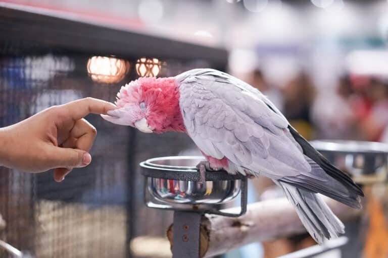 Cockatoo Animal Facts - Cacatuidae - A-Z Animals