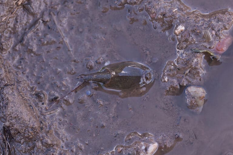 Dinosaur Shrimp Animal Facts - Triops longicaudatus - A-Z Animals