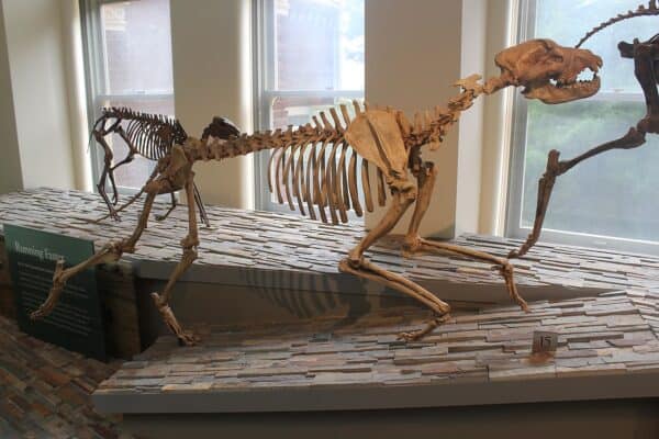 The Largest Wolf in History was Twice the Size of a Dire Wolf - A-Z Animals