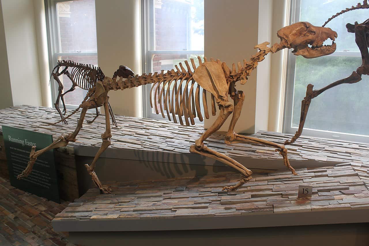 The Largest Wolf in History was Twice the Size of a Dire Wolf - A-Z Animals