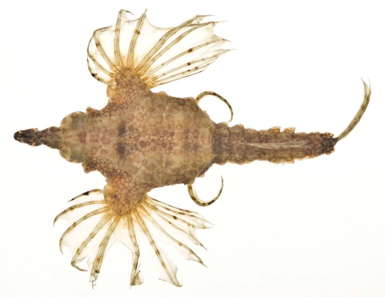 Camouflage Masters: How Dragonfish Remain Invisible in the Ocean Depths ...