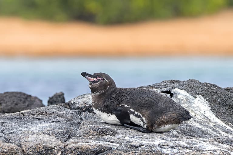 Discover 5 of the Countries and Regions Where Most Penguins Live - A-Z ...