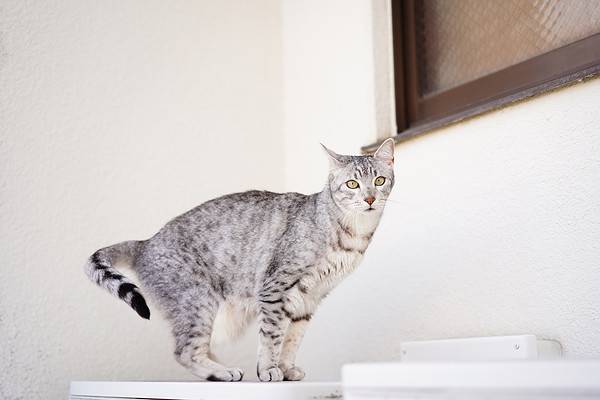 The 9 Spotted Cat Breeds and Where They Came From - A-Z Animals