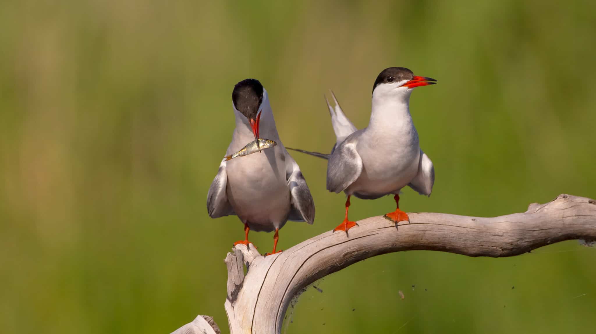 Meet 8 Endangered Animals That Call Ohio Home - A-Z Animals