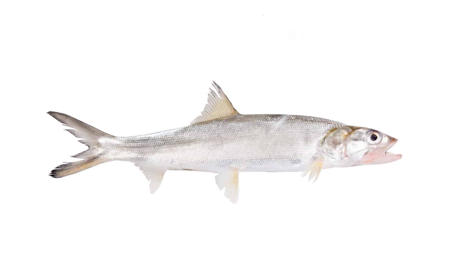 Ladyfish Fish Facts - E. saurus - A-Z Animals