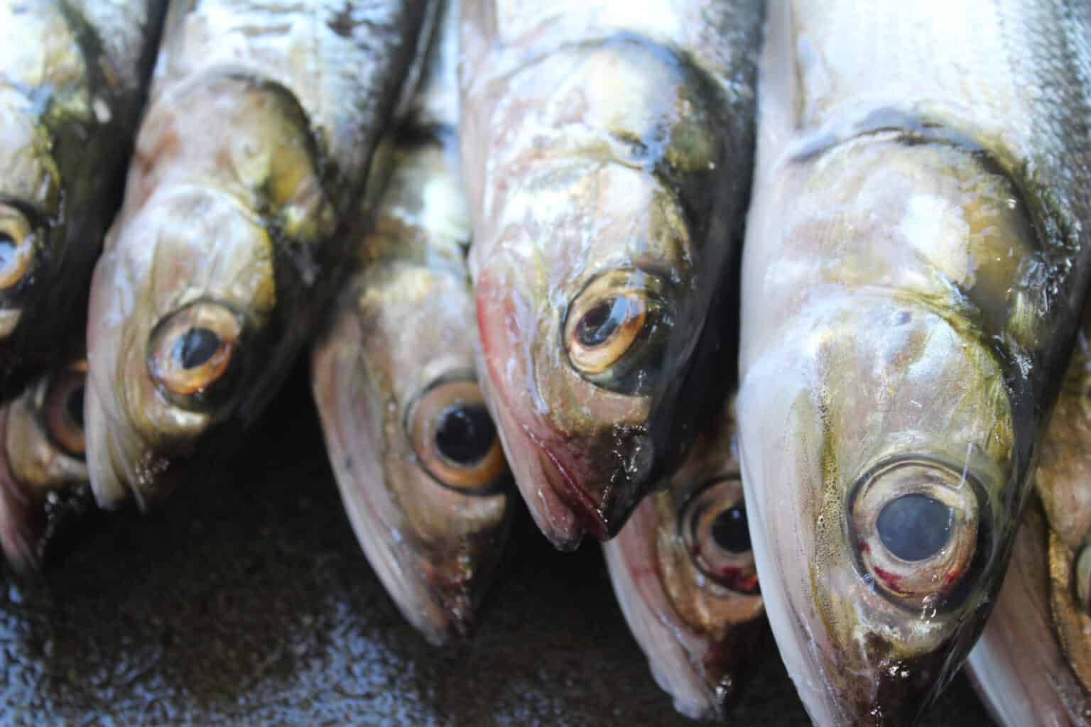Ladyfish Animal Facts - Elopidae - A-Z Animals