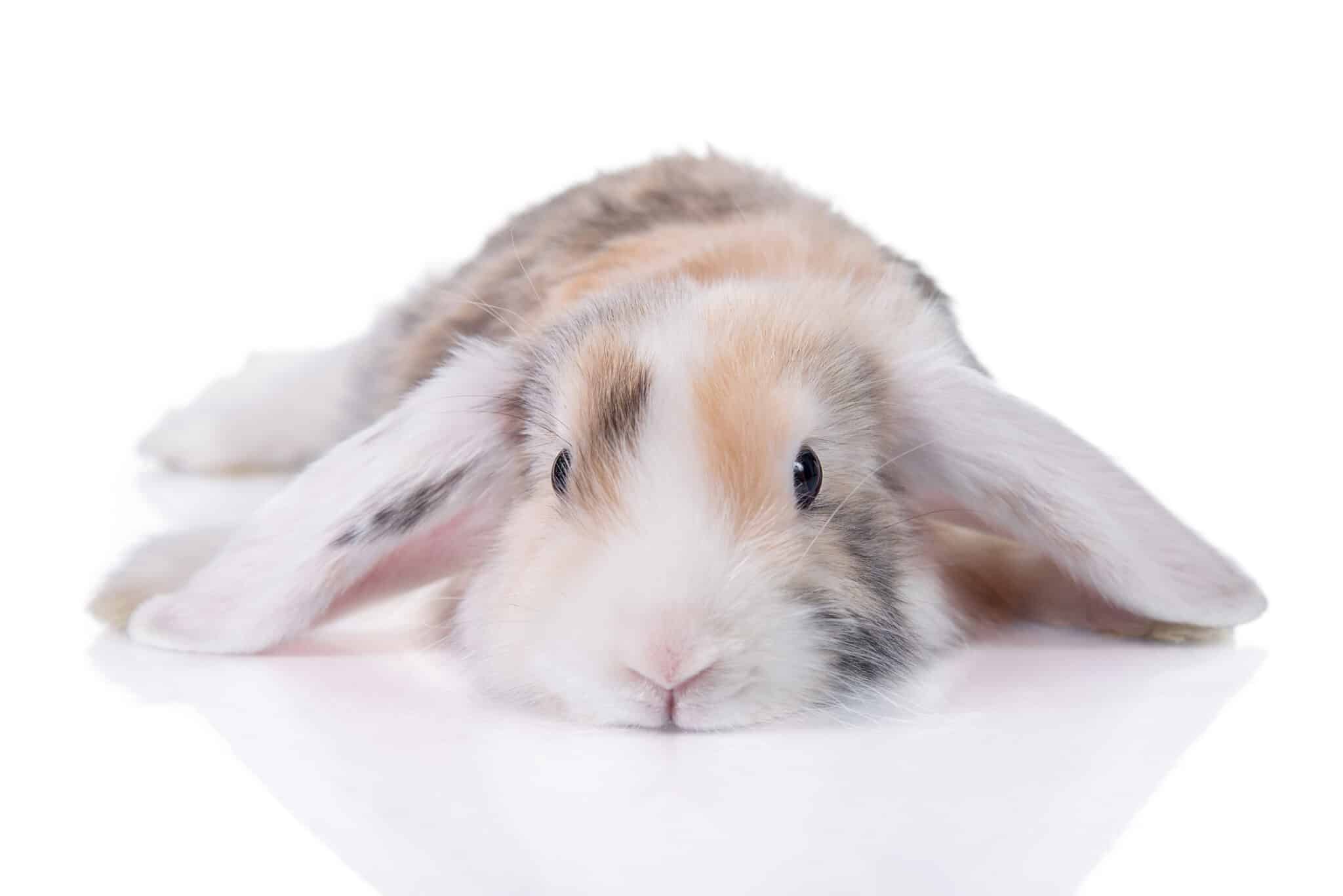 Mini Lop Animal Facts - Oryctolagus Cuniculus - A-Z Animals
