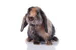 Mini Lop Animal Facts - Oryctolagus Cuniculus - A-Z Animals