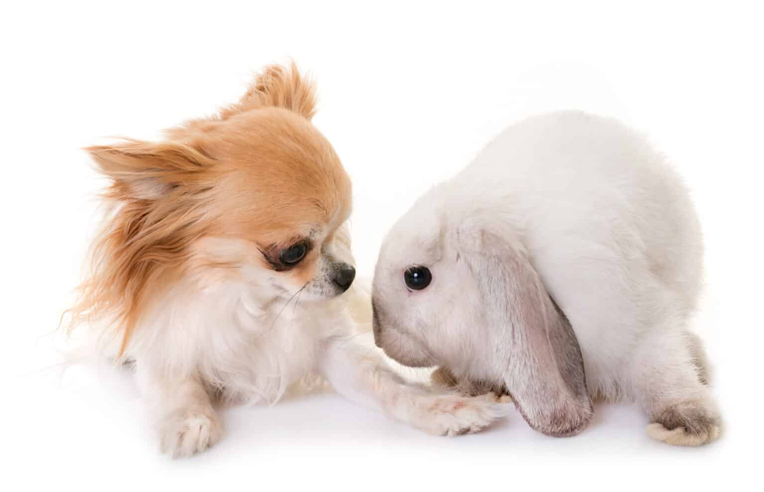 Mini Lop Rabbit Lifespan: How Long Do Mini Lop Rabbits Live? - A-Z Animals