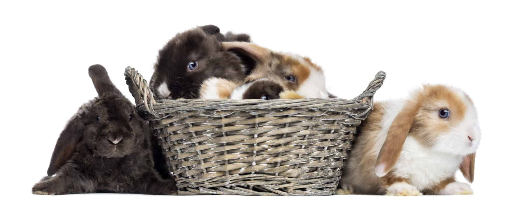Mini Lop Rabbit Lifespan: How Long Do Mini Lop Rabbits Live? - A-Z Animals