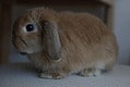 Mini Lop Animal Facts - Oryctolagus Cuniculus - A-Z Animals