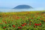 Discover The National Flower of Israel: Anemone Coronaria - AZ Animals