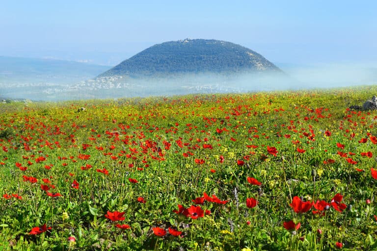 Discover The National Flower of Israel: Anemone Coronaria - A-Z Animals