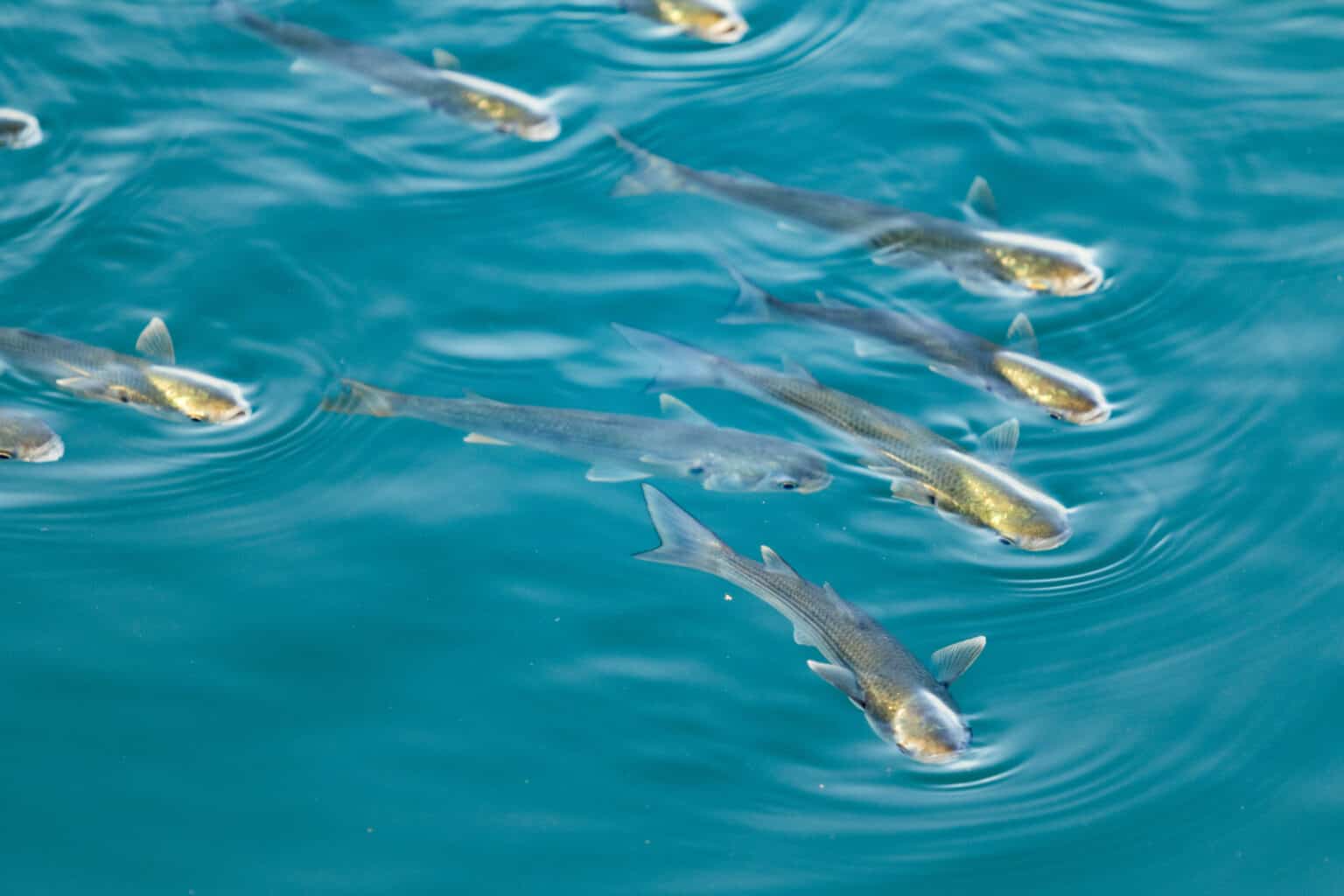 Yellow-Bellied Sea Snake Animal Facts - Hydrophis platurus - A-Z Animals