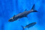 Mullet Fish Animal Facts - Mugilidae - A-Z Animals