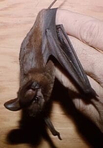 20 Bats in Texas - A-Z Animals