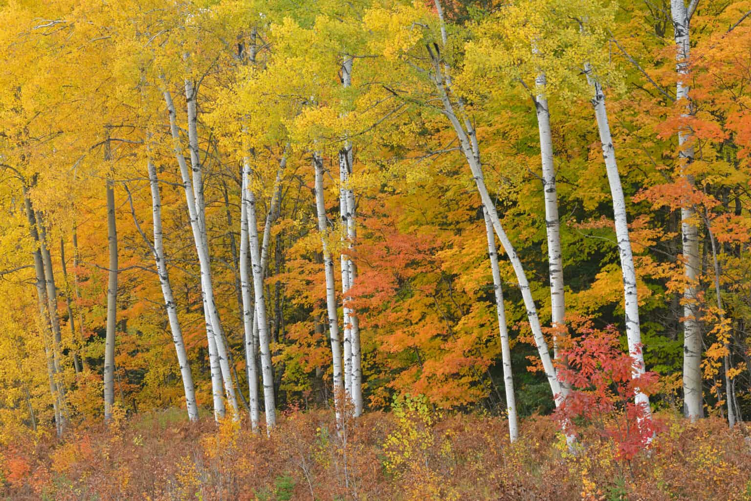 Why Do Leaves Change Color In the Fall? - A-Z Animals