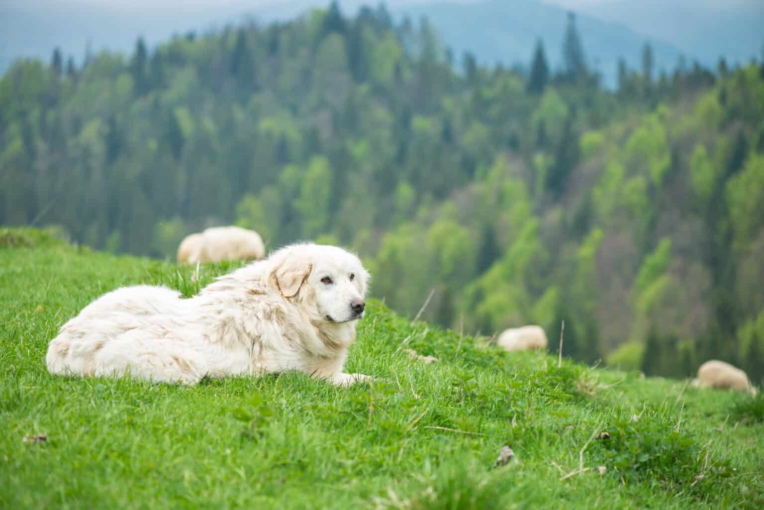 Polish Tatra Sheepdog Dog Breed Complete Guide - A-Z Animals