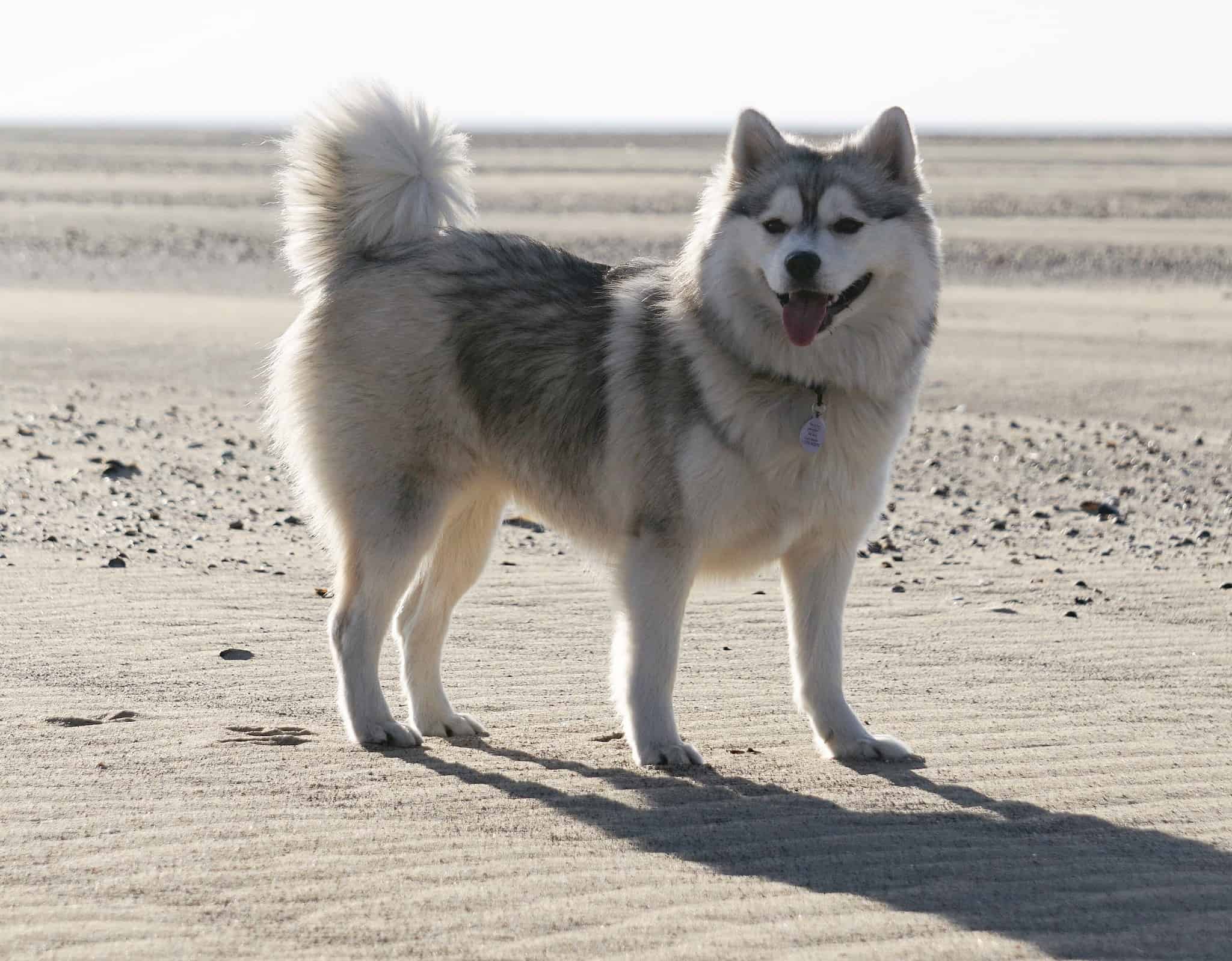 10 Essential Facts About Pomskies - A-Z Animals