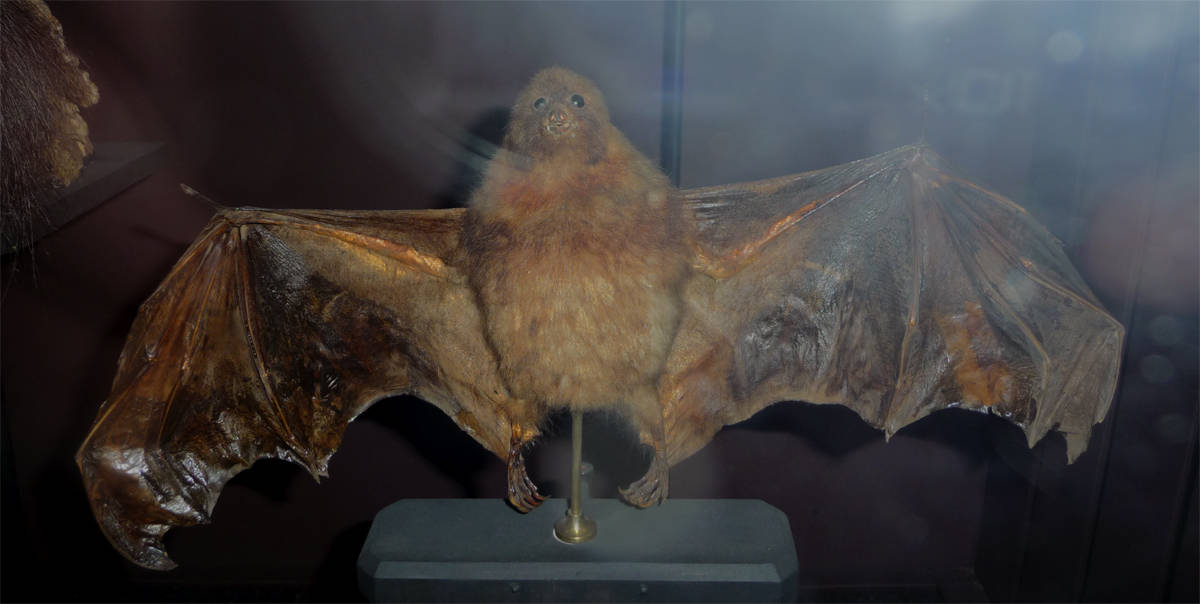 10 Extinct Animals of Africa - A-Z Animals