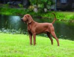 10 Interesting Facts About Redbone Coonhounds - A-Z Animals