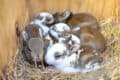 Rex Rabbit Animal Facts - Oryctolagus cuniculus - A-Z Animals