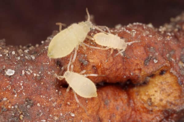 Root Aphids Animal Facts - A-Z Animals