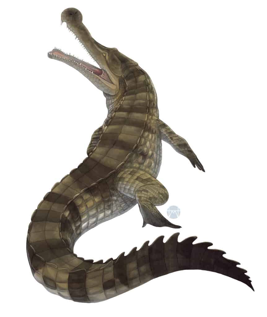 Sarcosuchus Animal Pictures | A-Z Animals