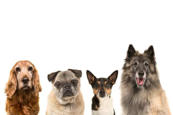 Can Dogs Understand English? - A-Z Animals