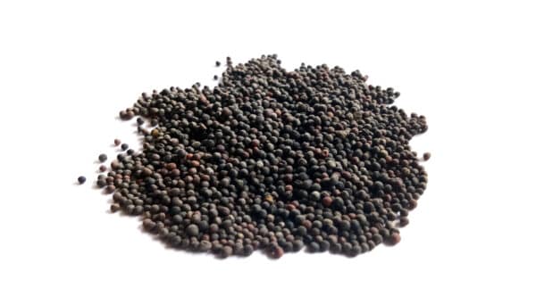 Kale Seeds: How to Grow and Harvest This Leafy Green - A-Z Animals