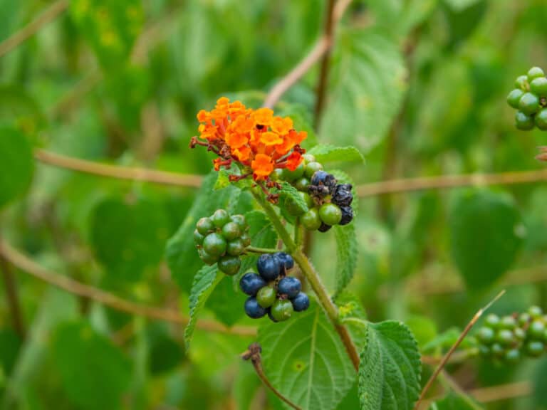 Lantana Seeds: Grow Your Own Beautiful, Flowering Shrub! - A-Z Animals