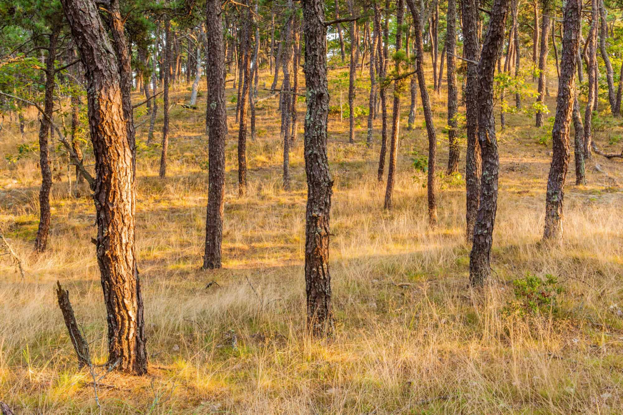 Discover the 20+ Different Types of Pine Trees - A-Z Animals