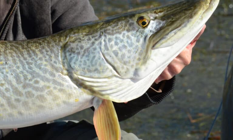 The 5 Best Fish to Catch in Utah This Summer - A-Z Animals