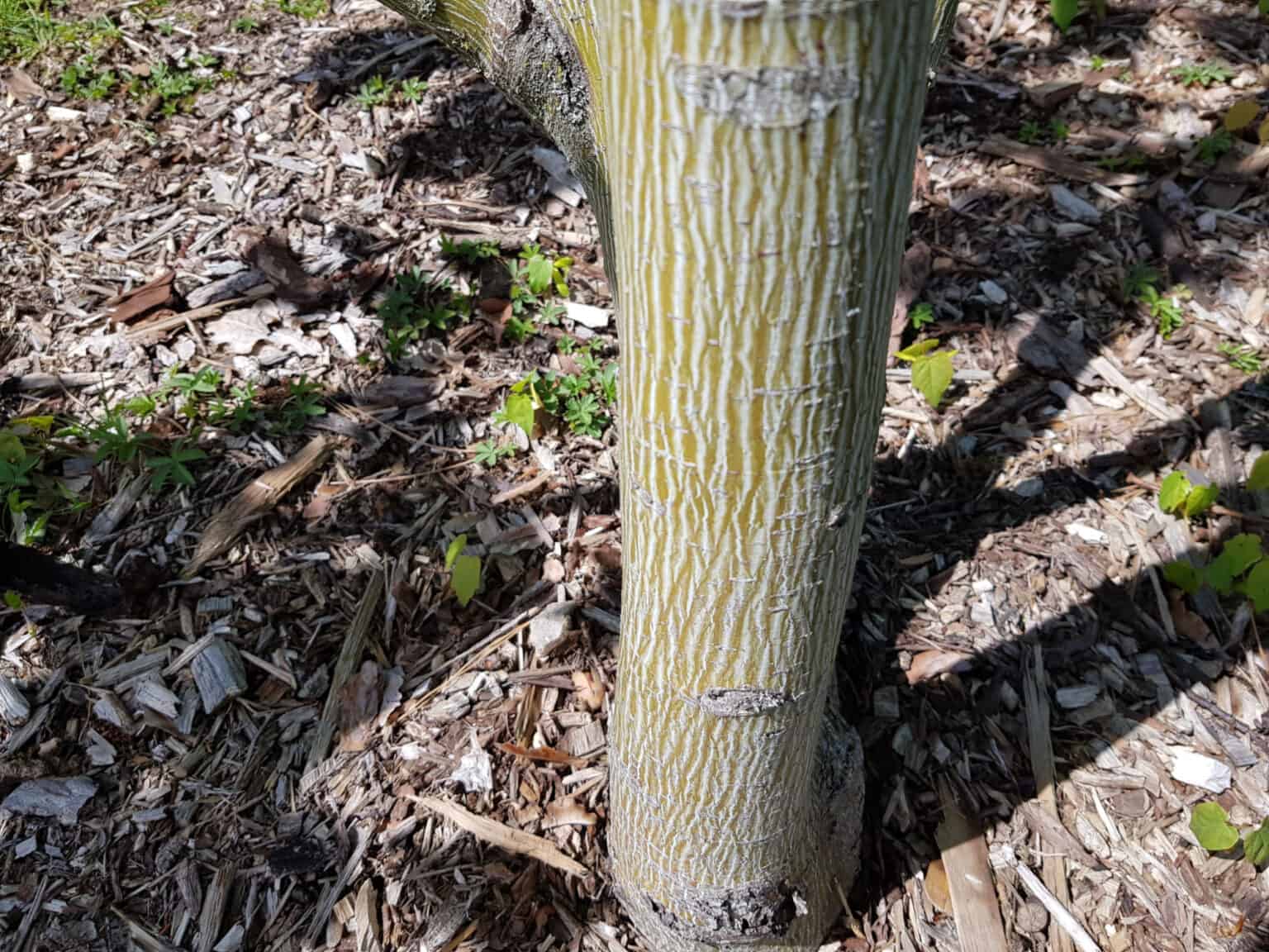 Discover The 11 Different Types of Maple Trees - A-Z Animals