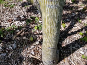 Discover The 11 Different Types of Maple Trees - A-Z Animals