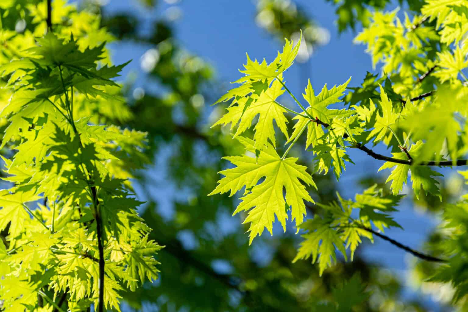 Discover The 11 Different Types of Maple Trees - A-Z Animals