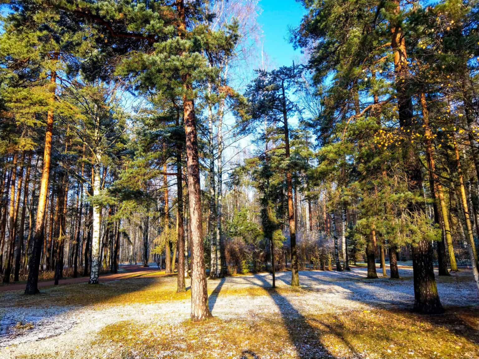 Discover the 20+ Different Types of Pine Trees - A-Z Animals