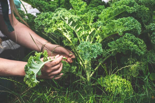 Kale vs. Lettuce: What Are Their Differences? - A-Z Animals