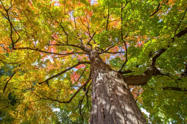 12 Incredible Trees Native to Maine - A-Z Animals