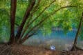 15 Beautiful Trees Native to Louisiana - A-Z Animals